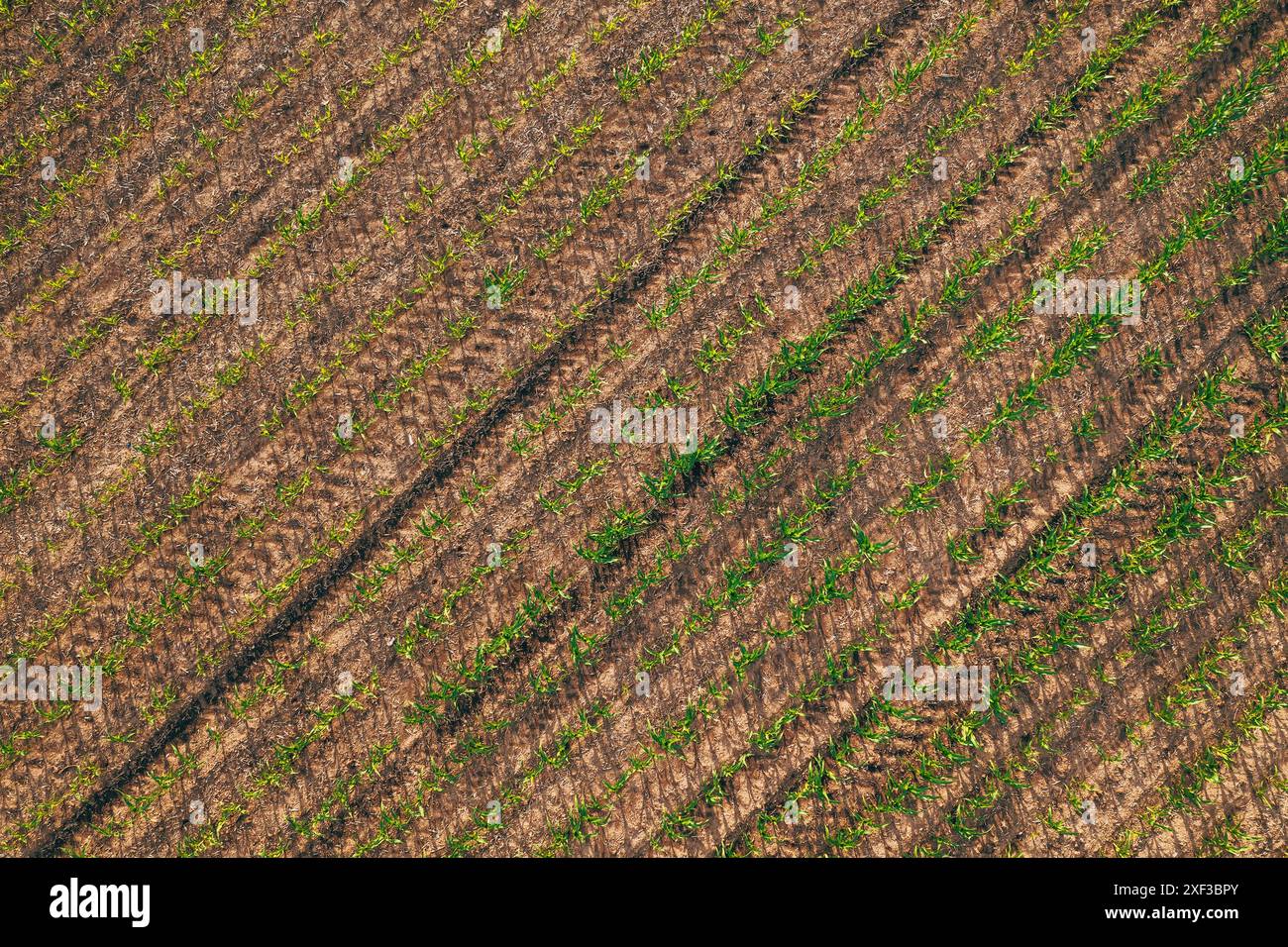 Corn Aerial