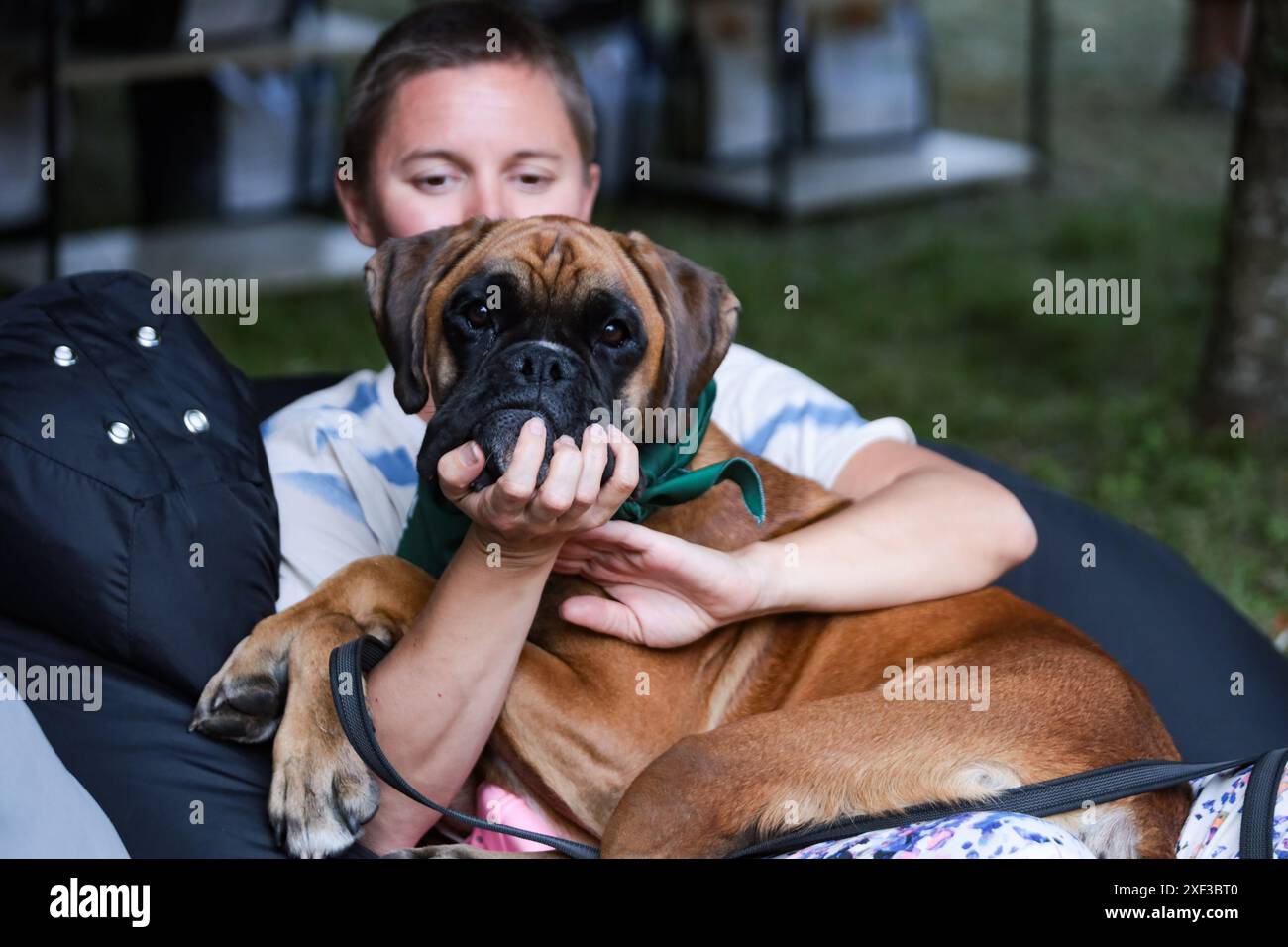 St. Petersburg, Russia. 30th June, 2024. A German boxer dog and its ...