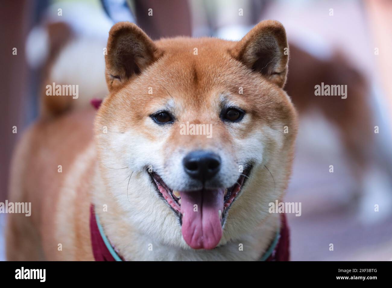 St. Petersburg, Russia. 30th June, 2024. A Shiba Inu dog seen during ...
