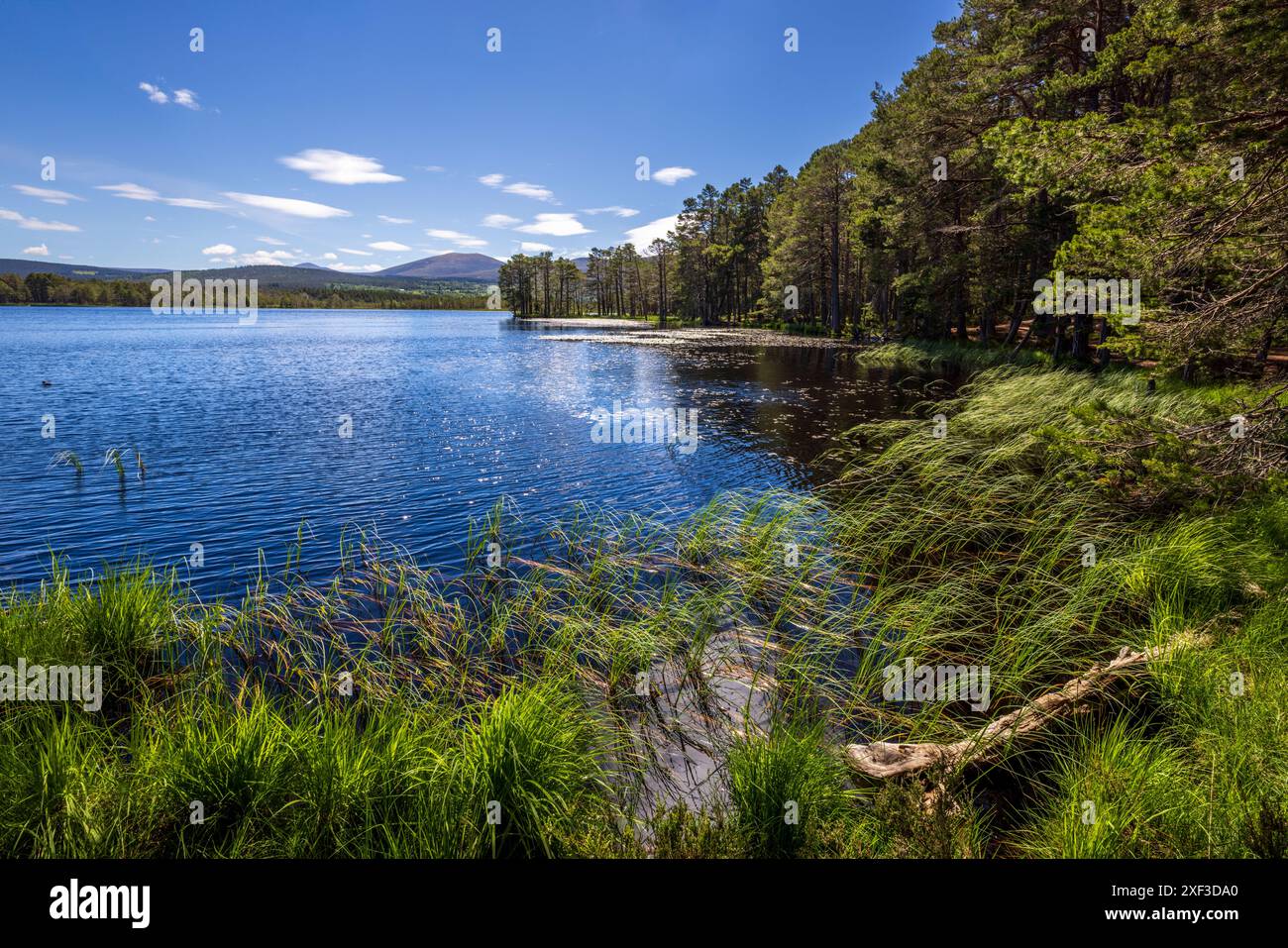 Loch Garten in the Caingorms National Park, Scotland Stock Photo - Alamy