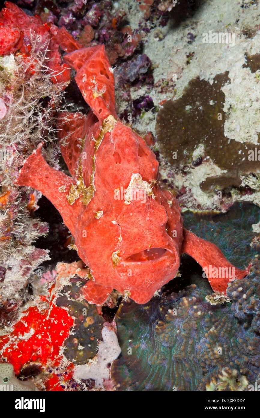Red Spotted Frogfish (Antennarius pictus Stock Photo - Alamy
