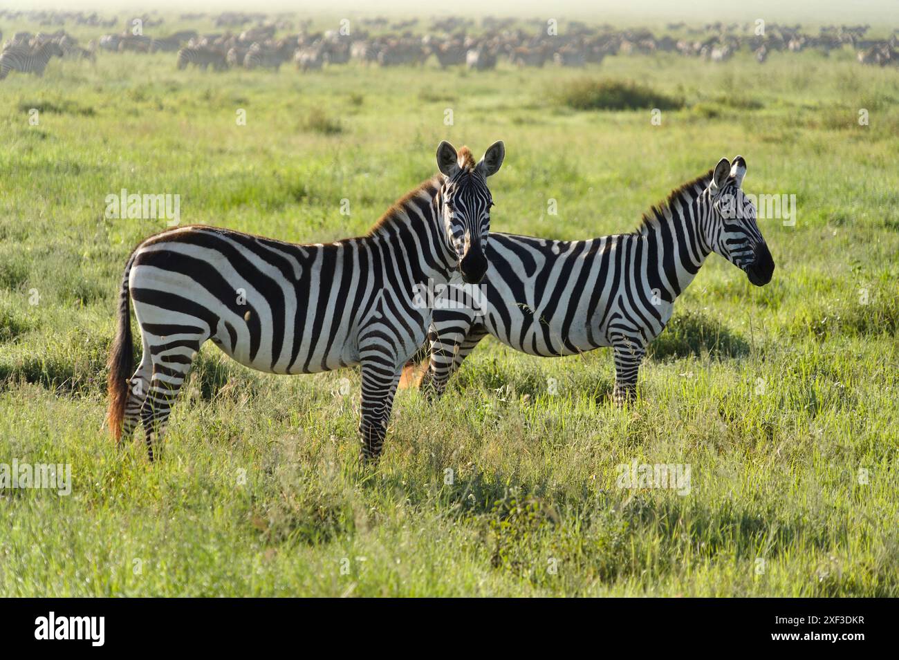 Zebras (hippotigris) at vast grasslands of Serengeti National Park ...