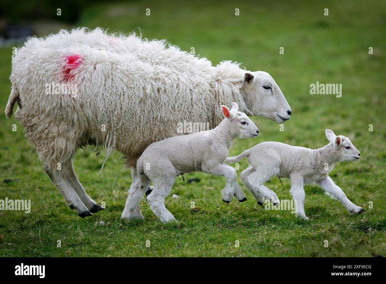 Family farm uk rural hi-res stock photography and images - Alamy