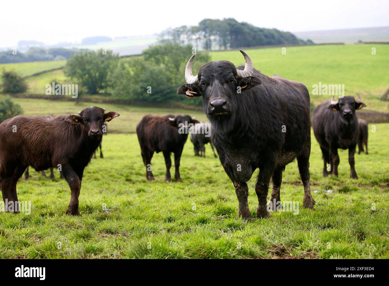 Image of buffalo hi-res stock photography and images - Alamy