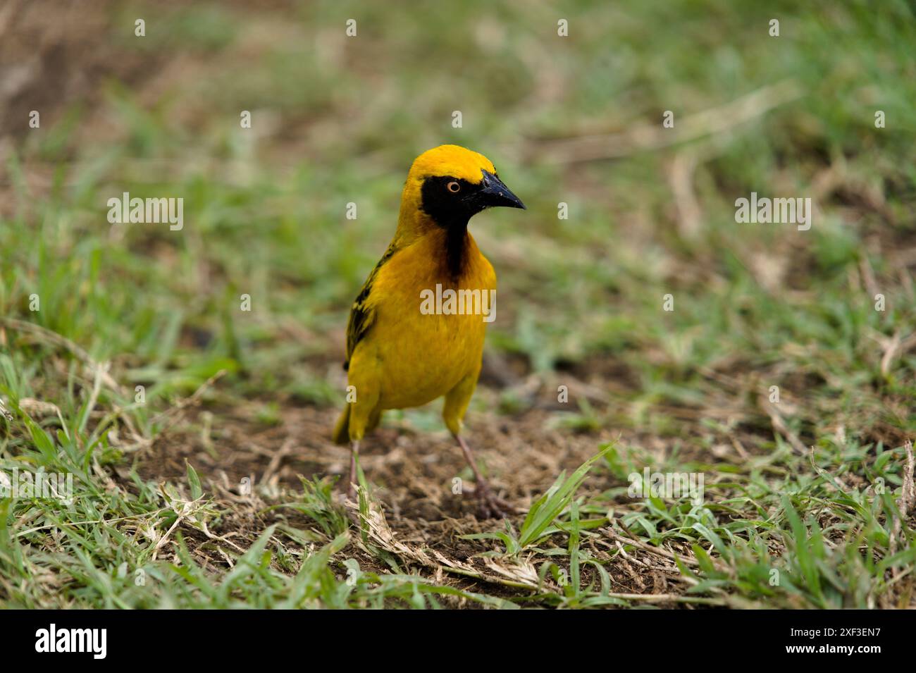 Serengeti national park birds hi-res stock photography and images - Alamy