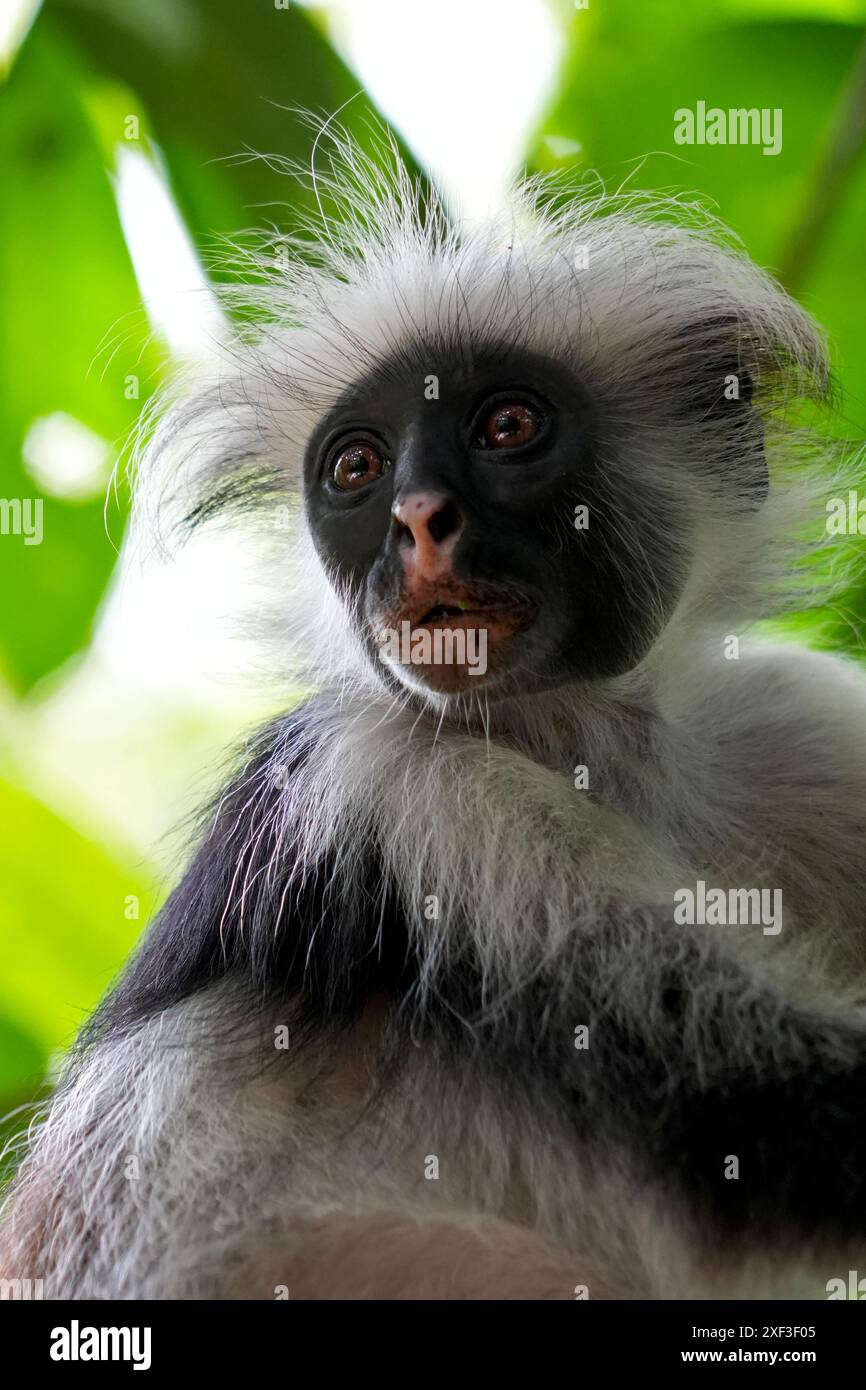 Zanzibar red colobus (Piliocolobus kirkii) seen at Jozani Forest ...