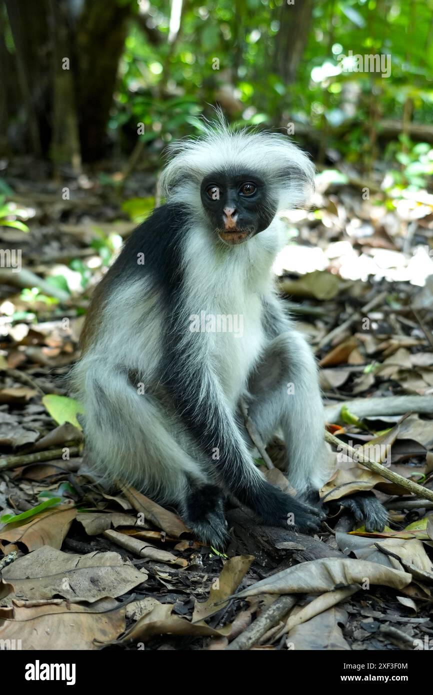 Zanzibar red colobus (Piliocolobus kirkii) seen at Jozani Forest ...