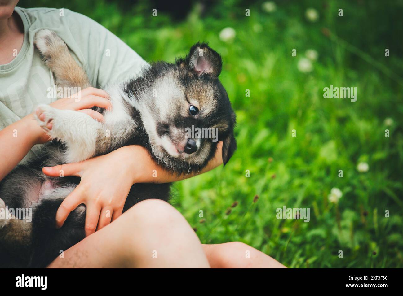 Icelandic Dog puppy cuddling Stock Photo - Alamy