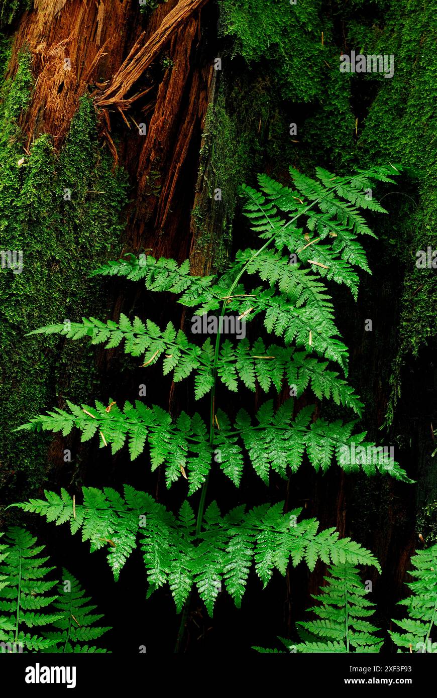 Canada ancient forest hi-res stock photography and images - Alamy