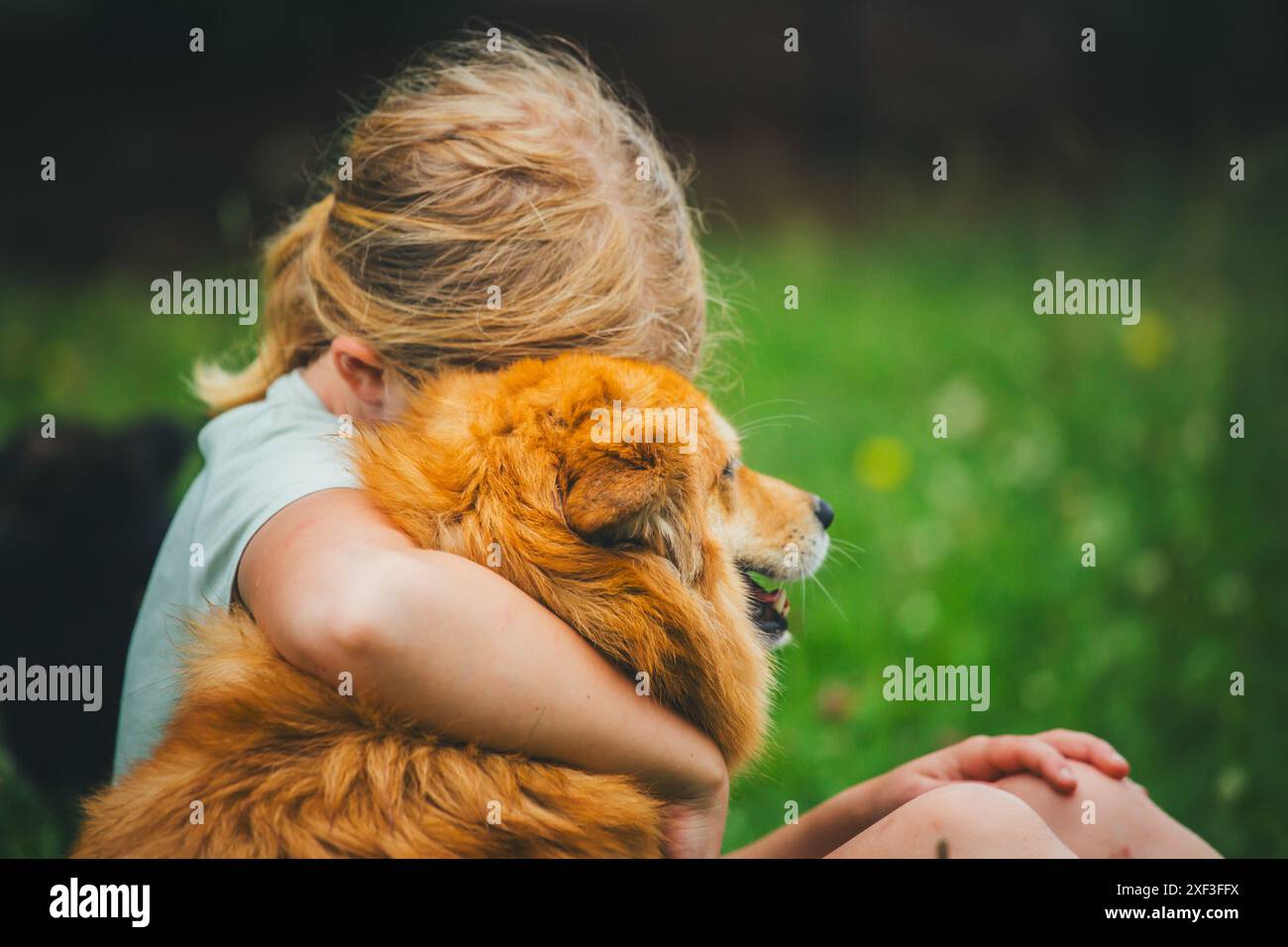 Icelandic Dog and a child are cuddling together Stock Photo - Alamy