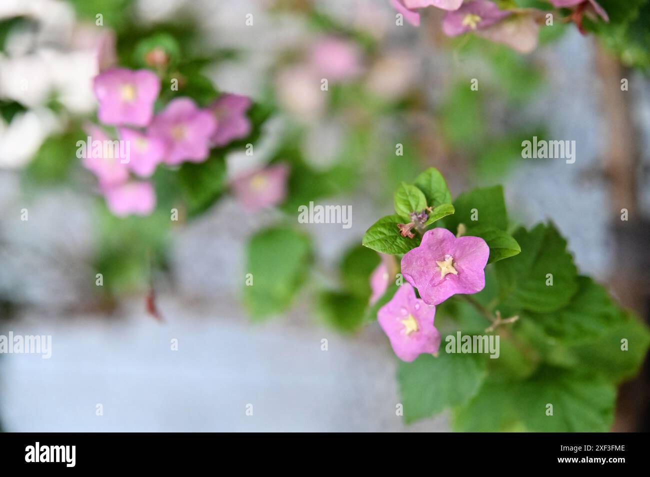 Karomia speciosa, native to East Africa and Madagascar, thrives ...