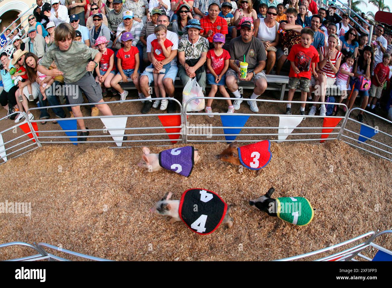 Pig race at state fair Stock Photo - Alamy