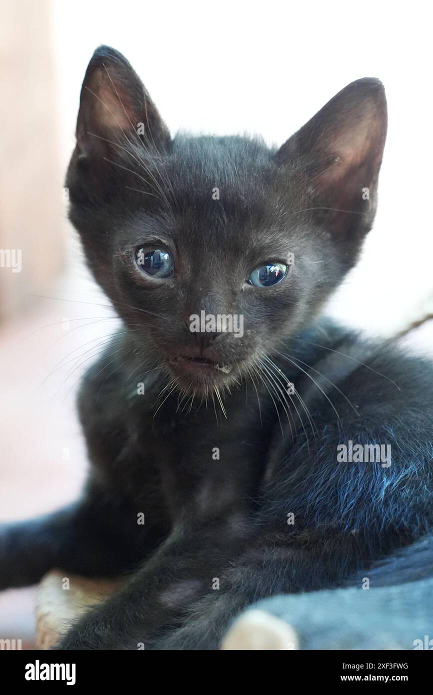 Small stray kitten with different shaped eyes Stock Photo - Alamy