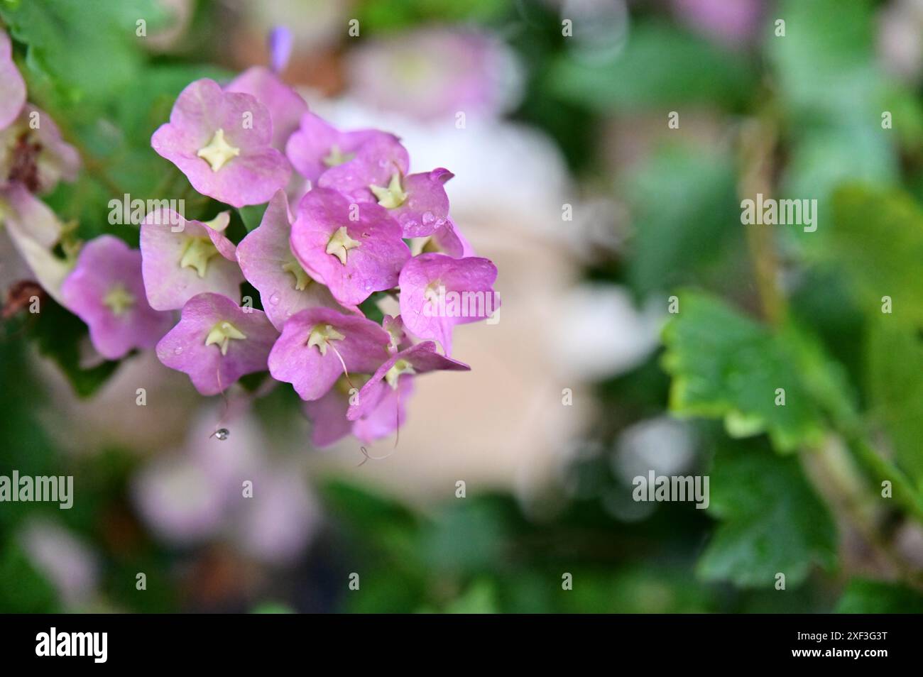 Karomia speciosa, native to East Africa and Madagascar, thrives ...