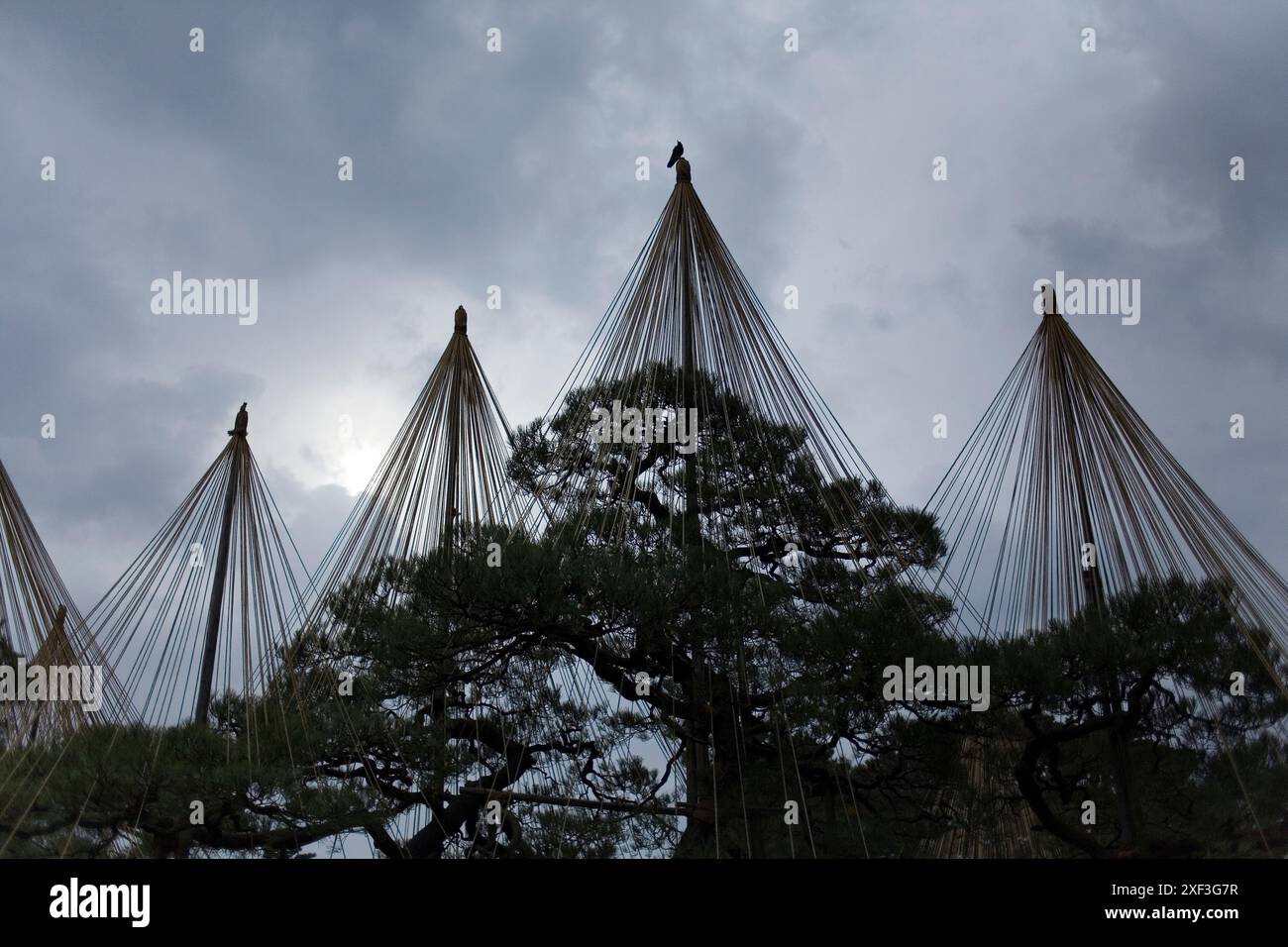 Tree limbs in Japan supported by rope Stock Photo - Alamy