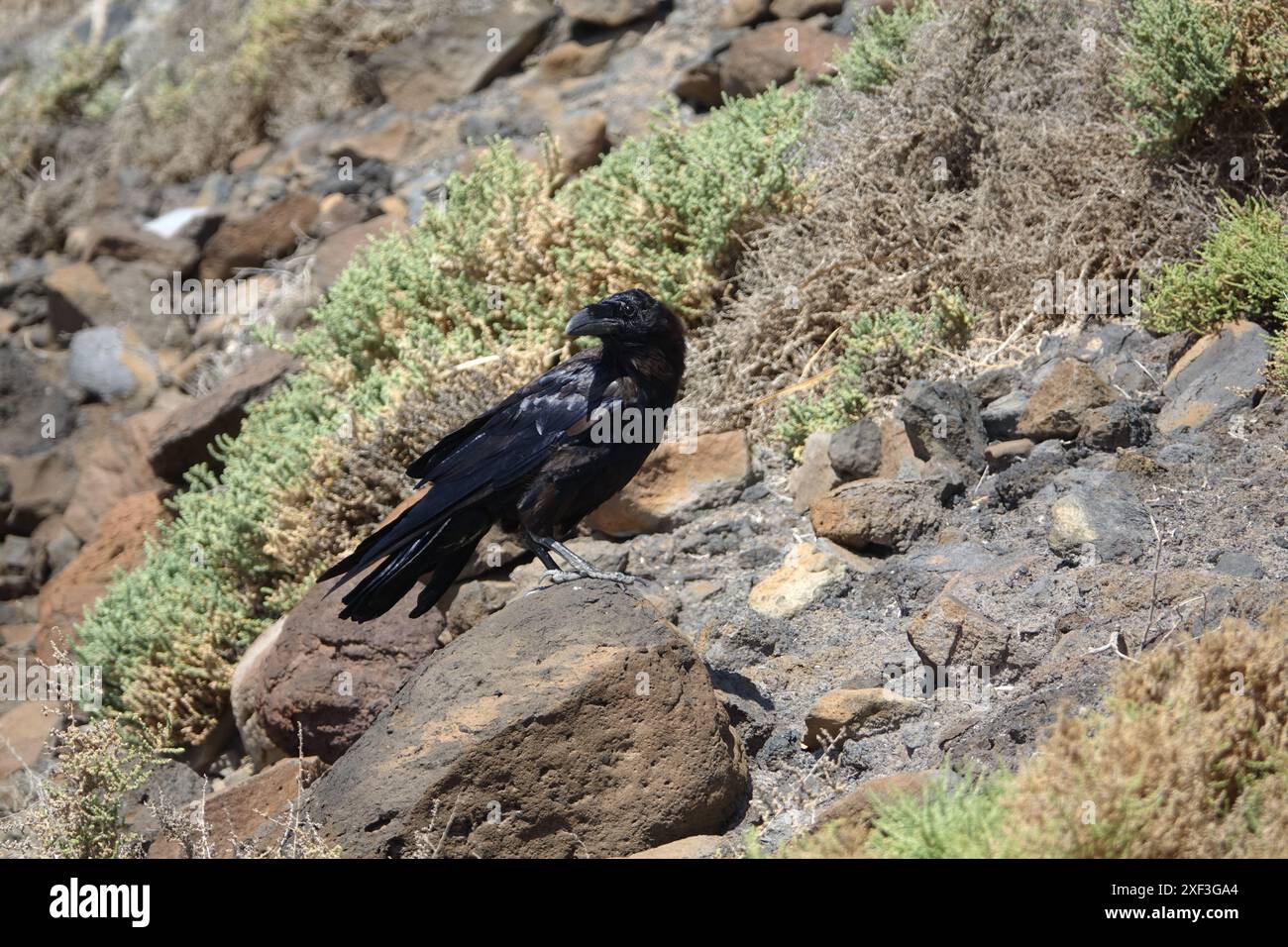 Canary Island raven (Corvus corax canariensis Stock Photo - Alamy