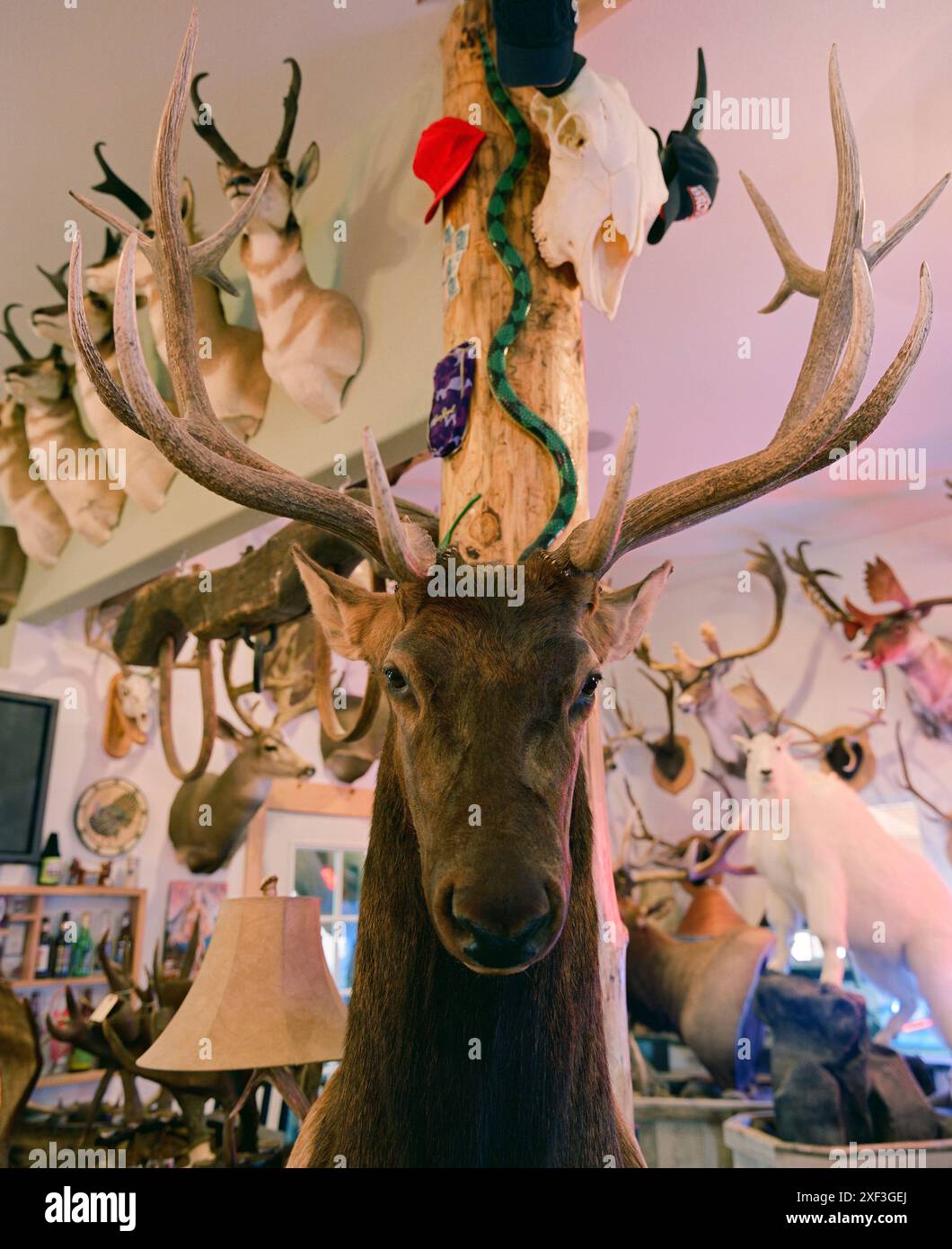 Deer hunt trophy in a room full of other trophies Stock Photo - Alamy