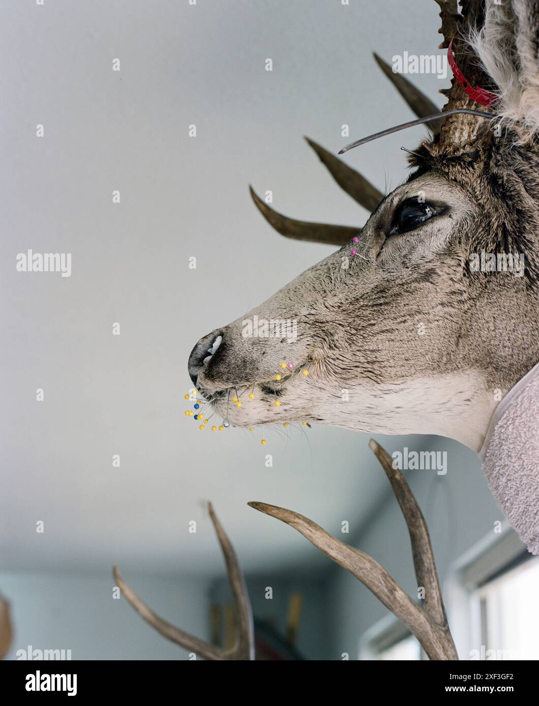 Deer hunt hi-res stock photography and images - Alamy