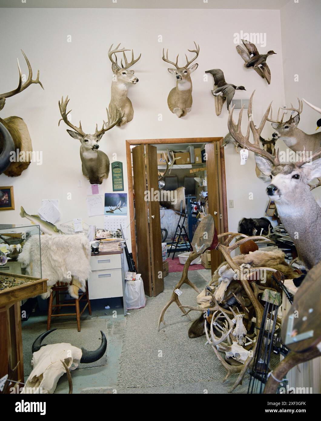 Trophy room hunting hi-res stock photography and images - Alamy