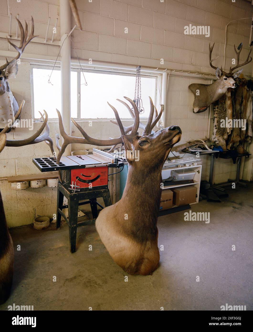 Taxidermy trophy hunting hi-res stock photography and images - Alamy