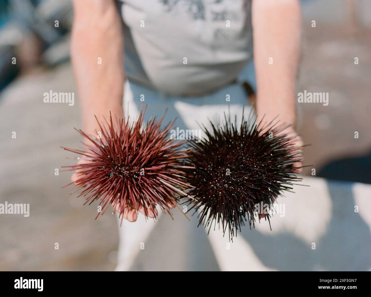 California urchin hi-res stock photography and images - Alamy