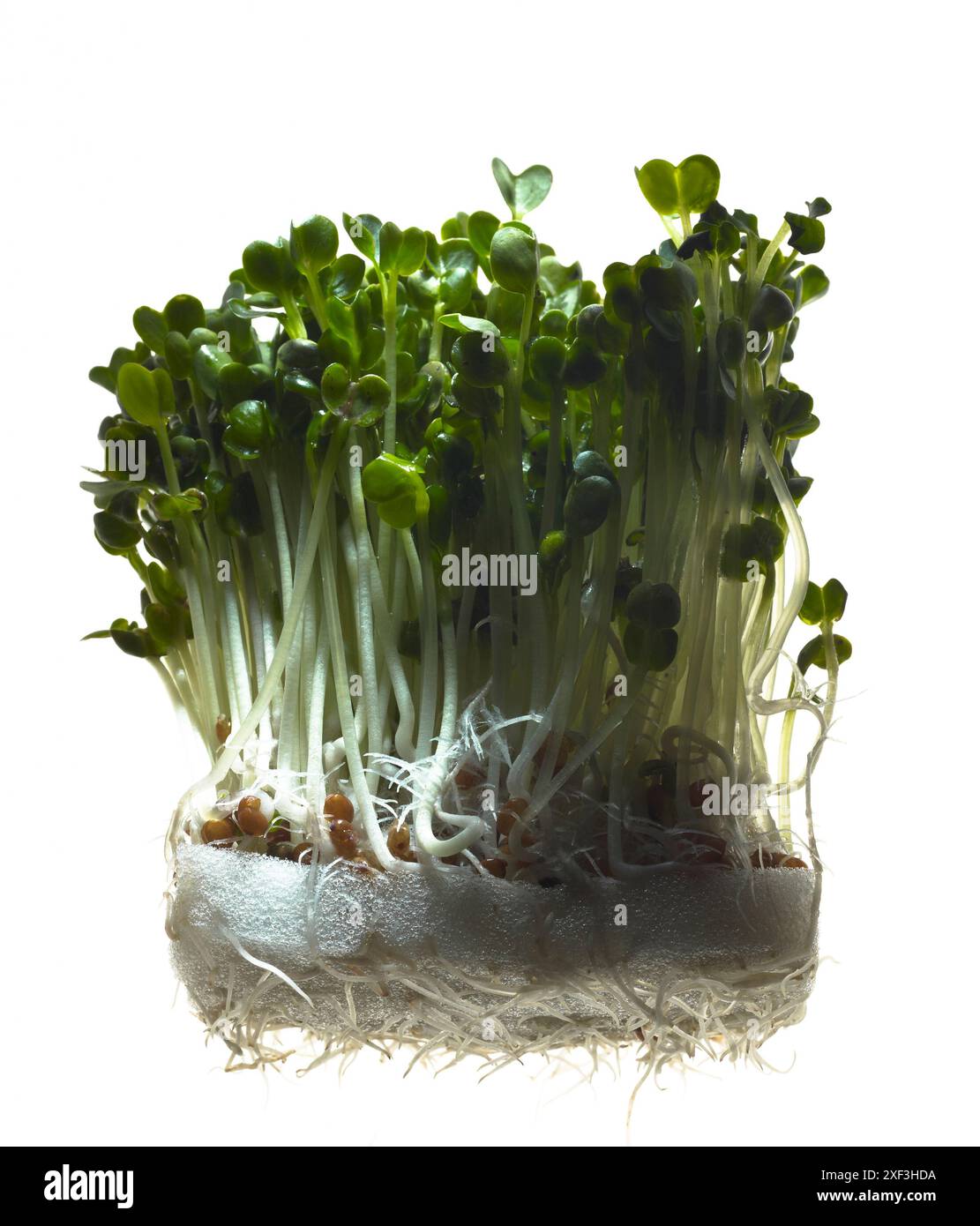 Daikon radish sprouts on white background Stock Photo - Alamy