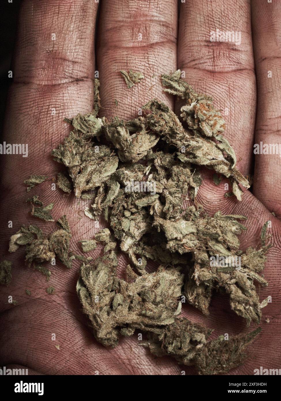 Marijuana leaf hand hi-res stock photography and images - Alamy