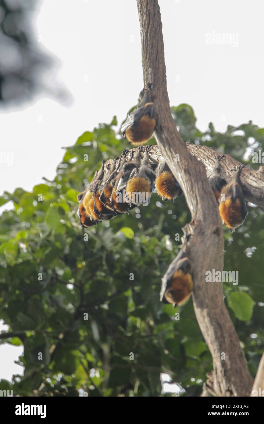 Australian bats sleeping in a line in the forest Stock Photo - Alamy