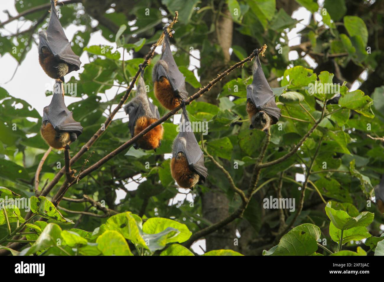Bats sleeping in the forest at Wingham Brush Boardwalk nature walk ...
