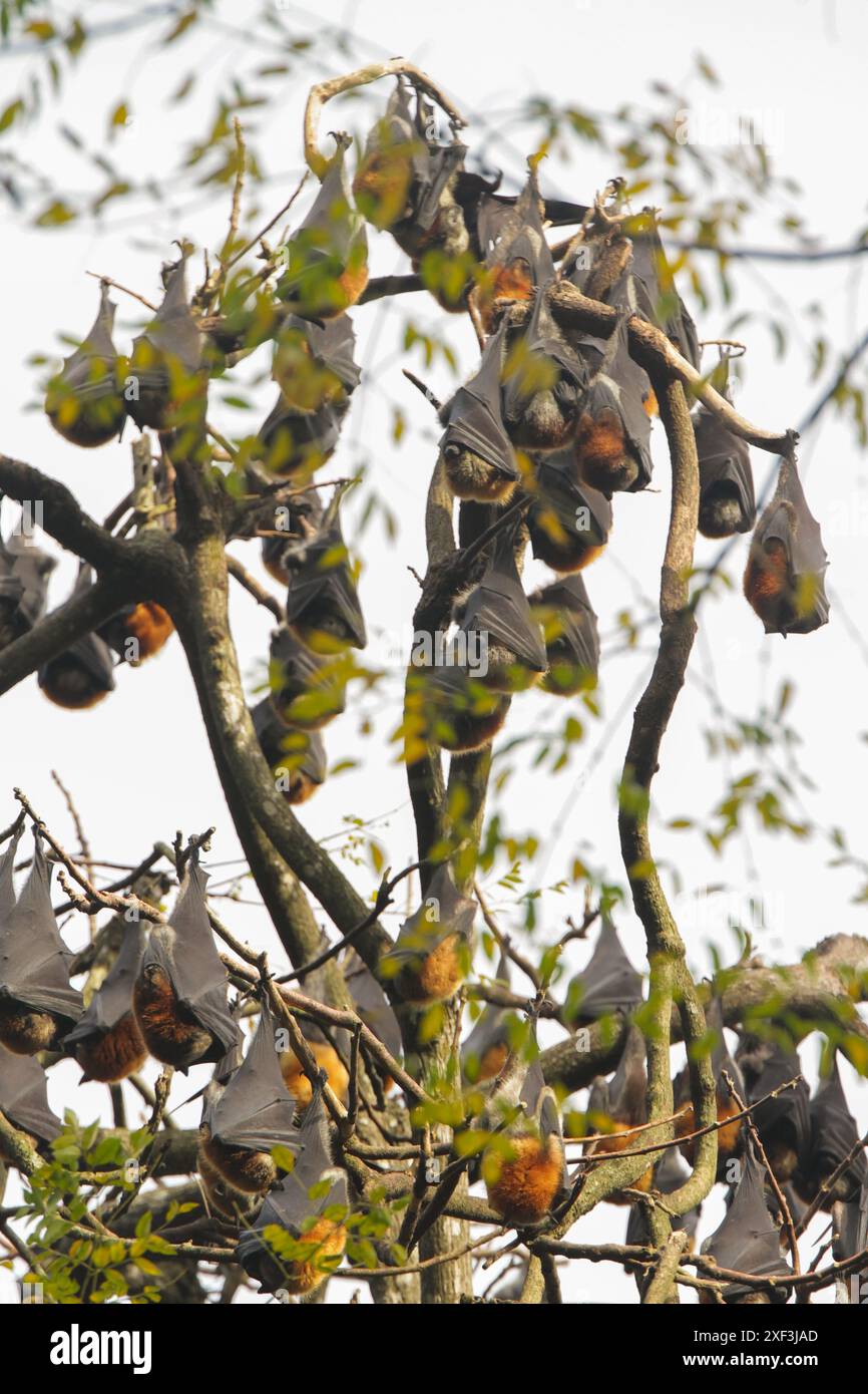Flying fox australia flying trees hi-res stock photography and images ...