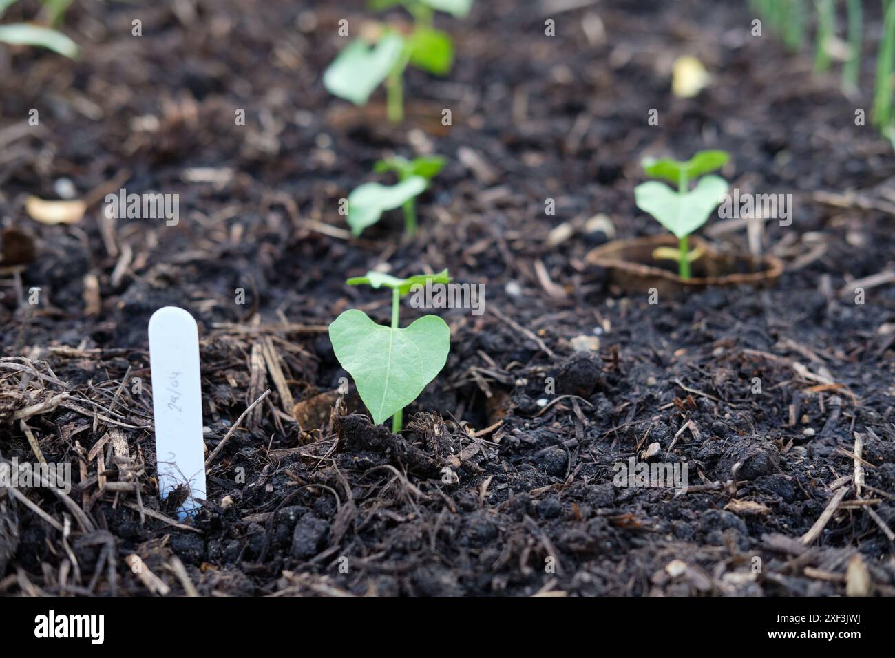 Dwarf bean plants Ferrari growing in a raised bed in a vegetable garden ...