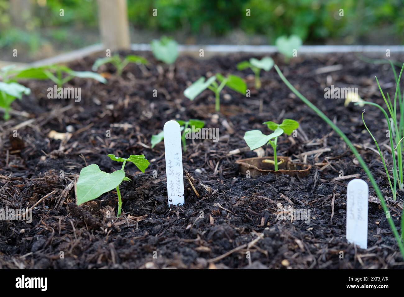 Dwarf bean plants Ferrari growing in a raised bed in a vegetable garden ...