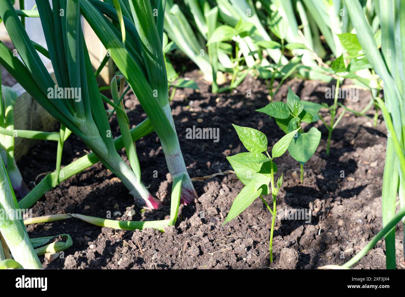 Dwarf bean plants Ferrari growing alongside onion plants in a raised ...