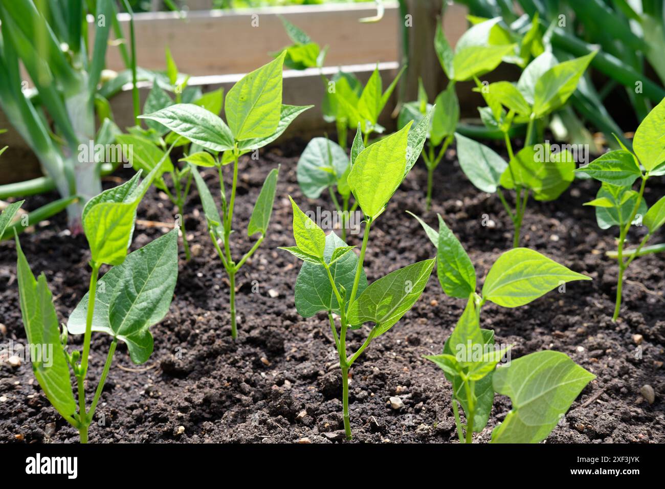 Dwarf bean plants Ferrari growing alongside onion plants in a raised ...