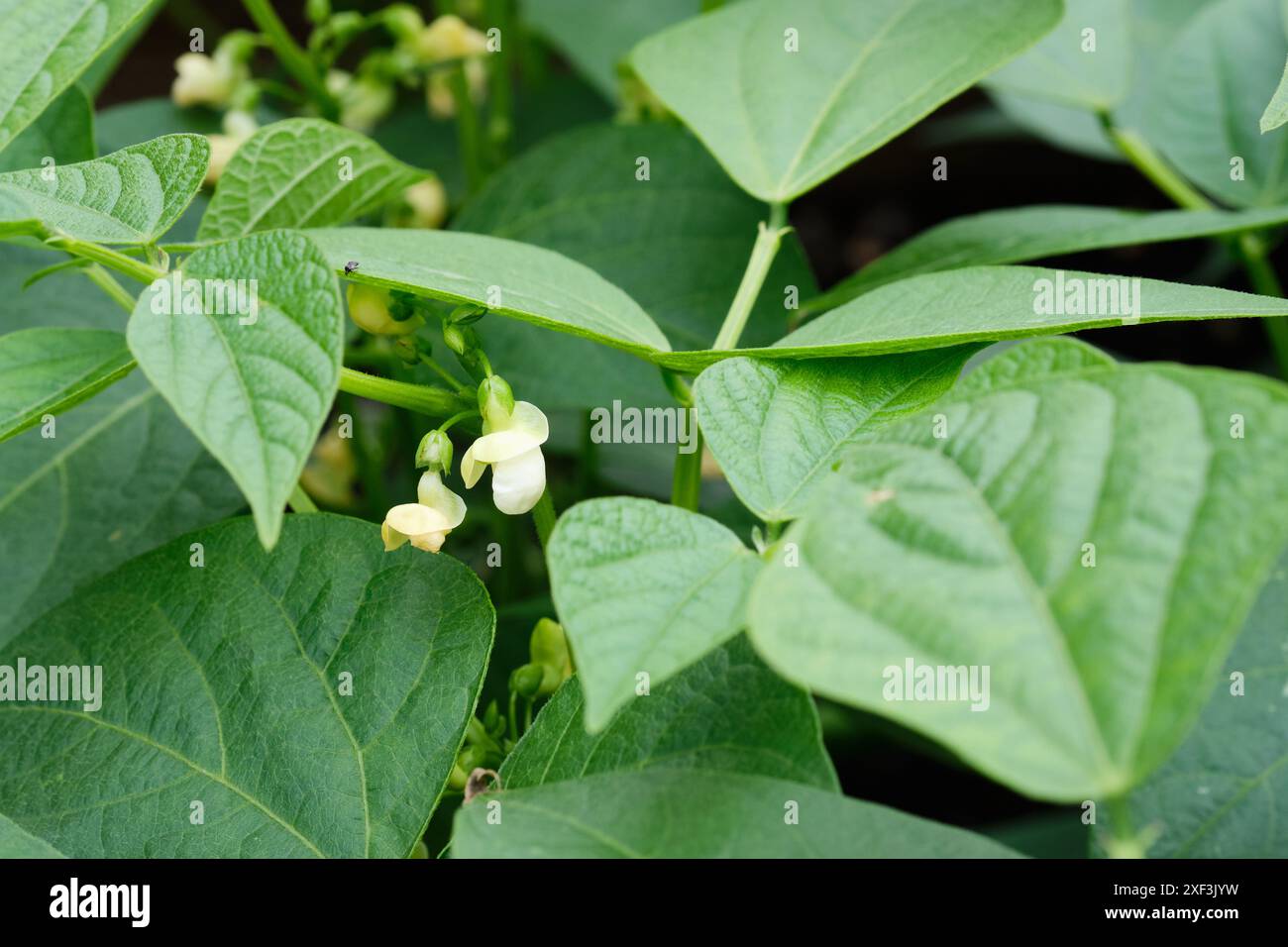 Flowering dwarf bean plants Ferrari growing in a raised bed in a ...