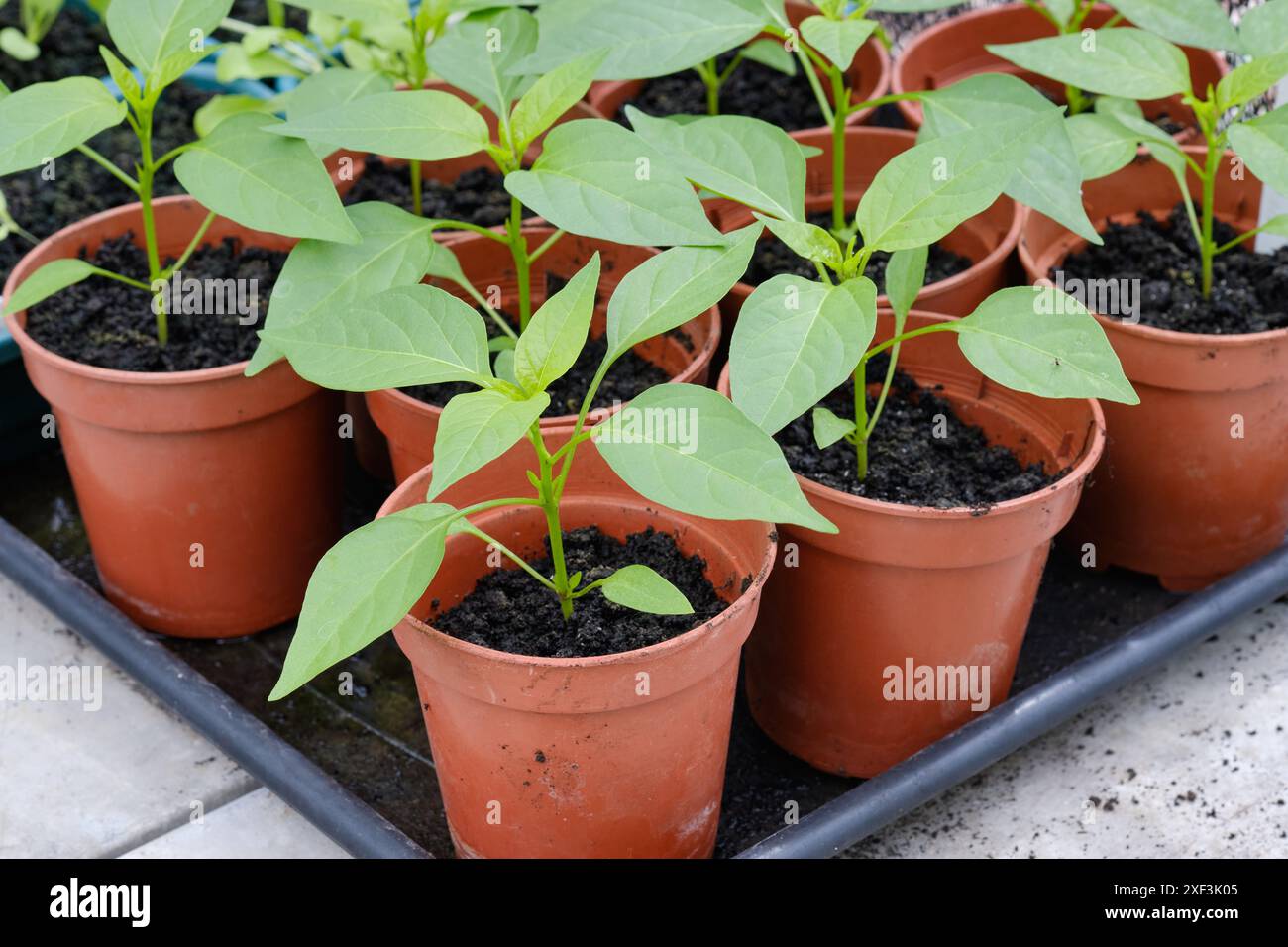 Dwarf bean plants Ferrari growing in plastic plant pots on greenhouse ...