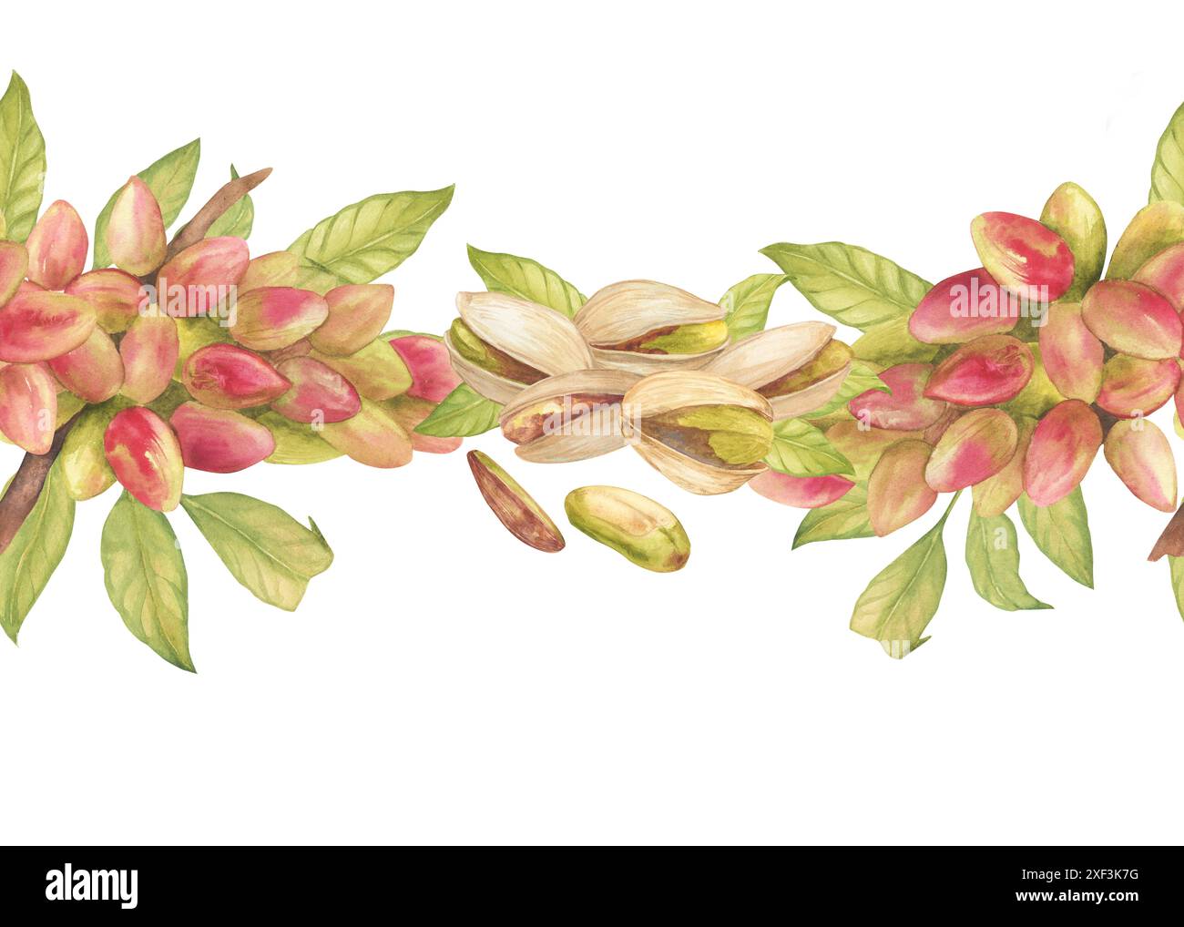 Seamless border with pistachio tree fruits, pistachio nuts, leaves ...