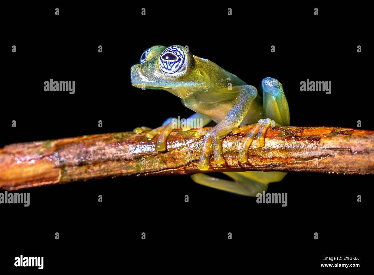 Ghost glass frog (Sachatamia ilex) is a species of frog in the family ...