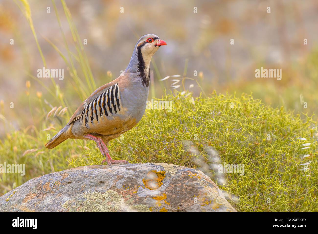 Chukar partridge (Alectoris chukar) perched on stone. This bird has its ...