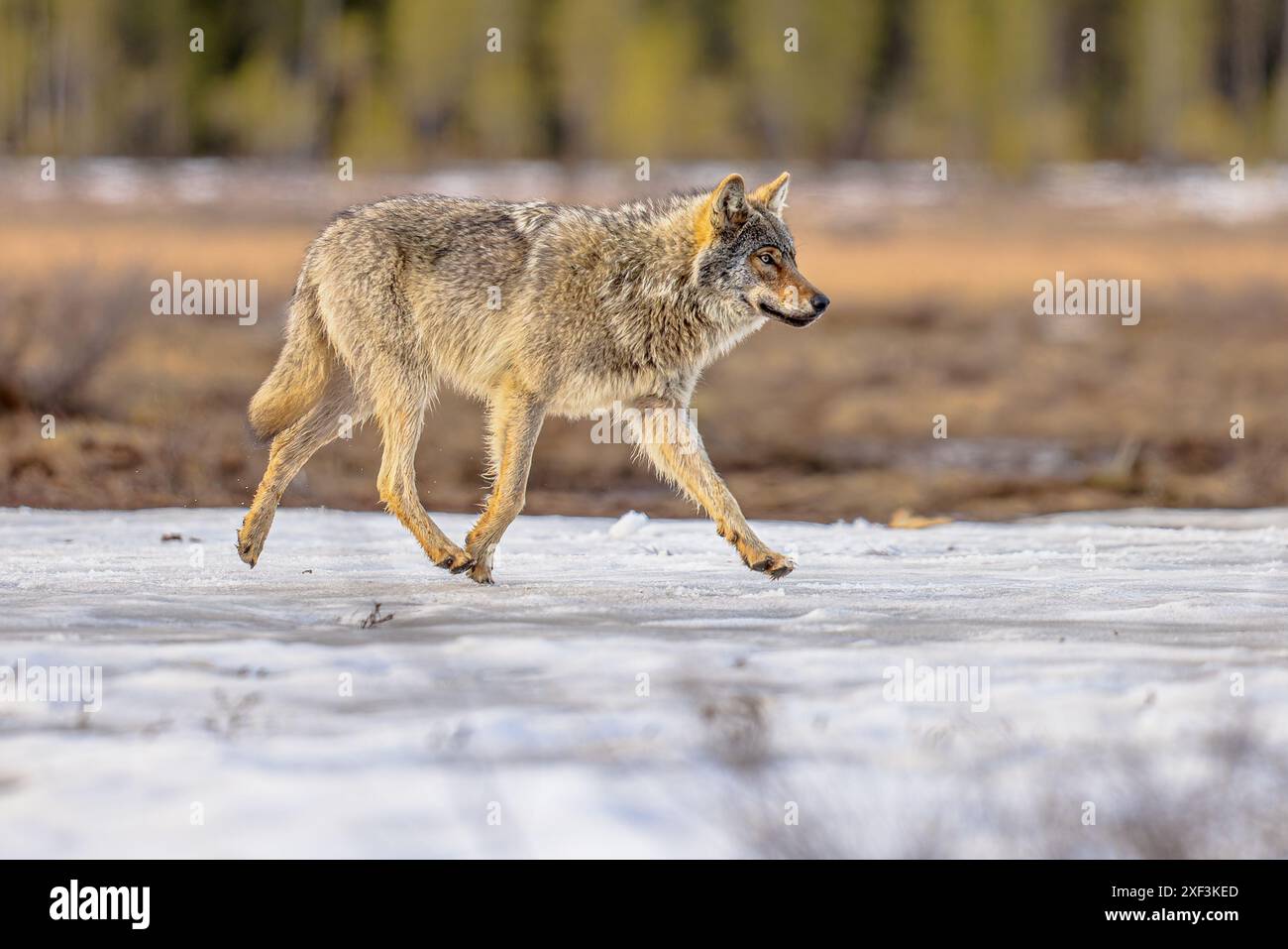 Eurasian wolf (Canis lupus lupus), also known as the common wolf, is a ...