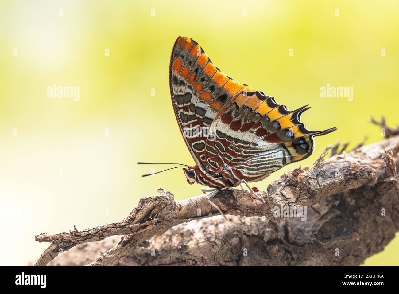 Two-tailed Pasha (Charaxes jasius) beautiful butterfly on trunk. One of ...