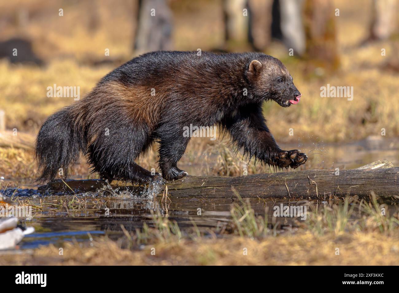 Wolverine (Gulo gulo) also referred to as the glutton, carcajou, or ...