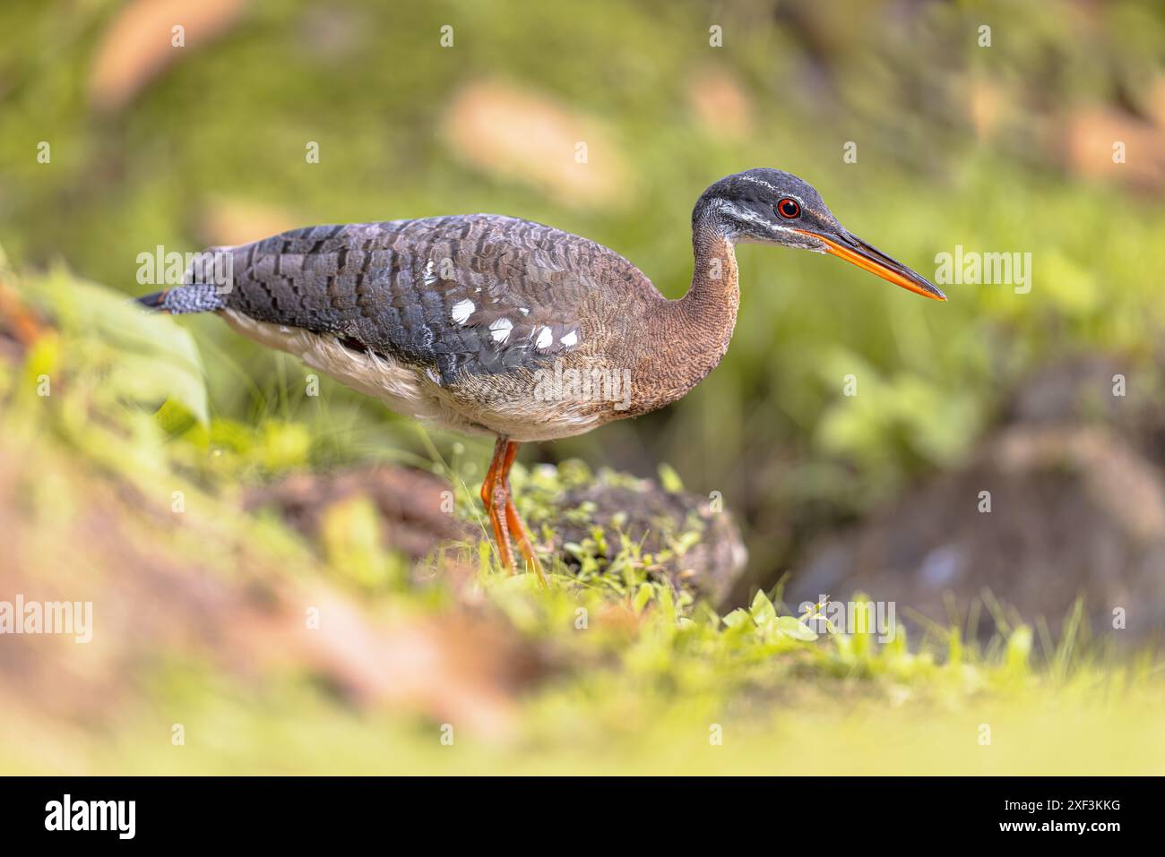 Sunbittern (Eurypyga helias) is a bittern-like bird of tropical regions of the Americas, and the ...