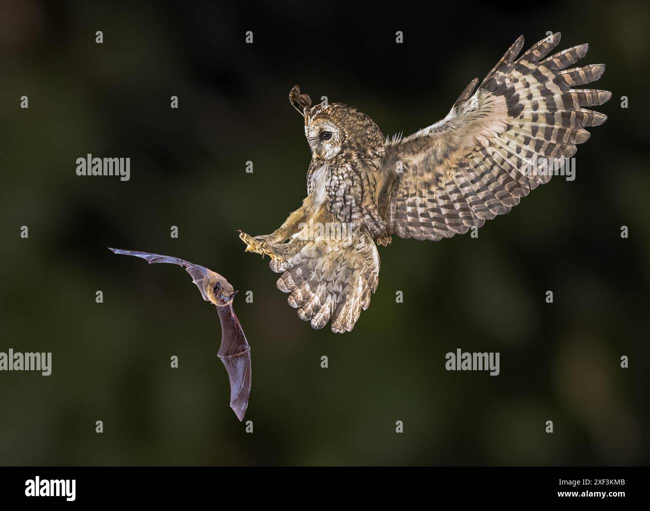 Flying Tawny owl (Strix aluco) catching bat. This predator bird is on ...