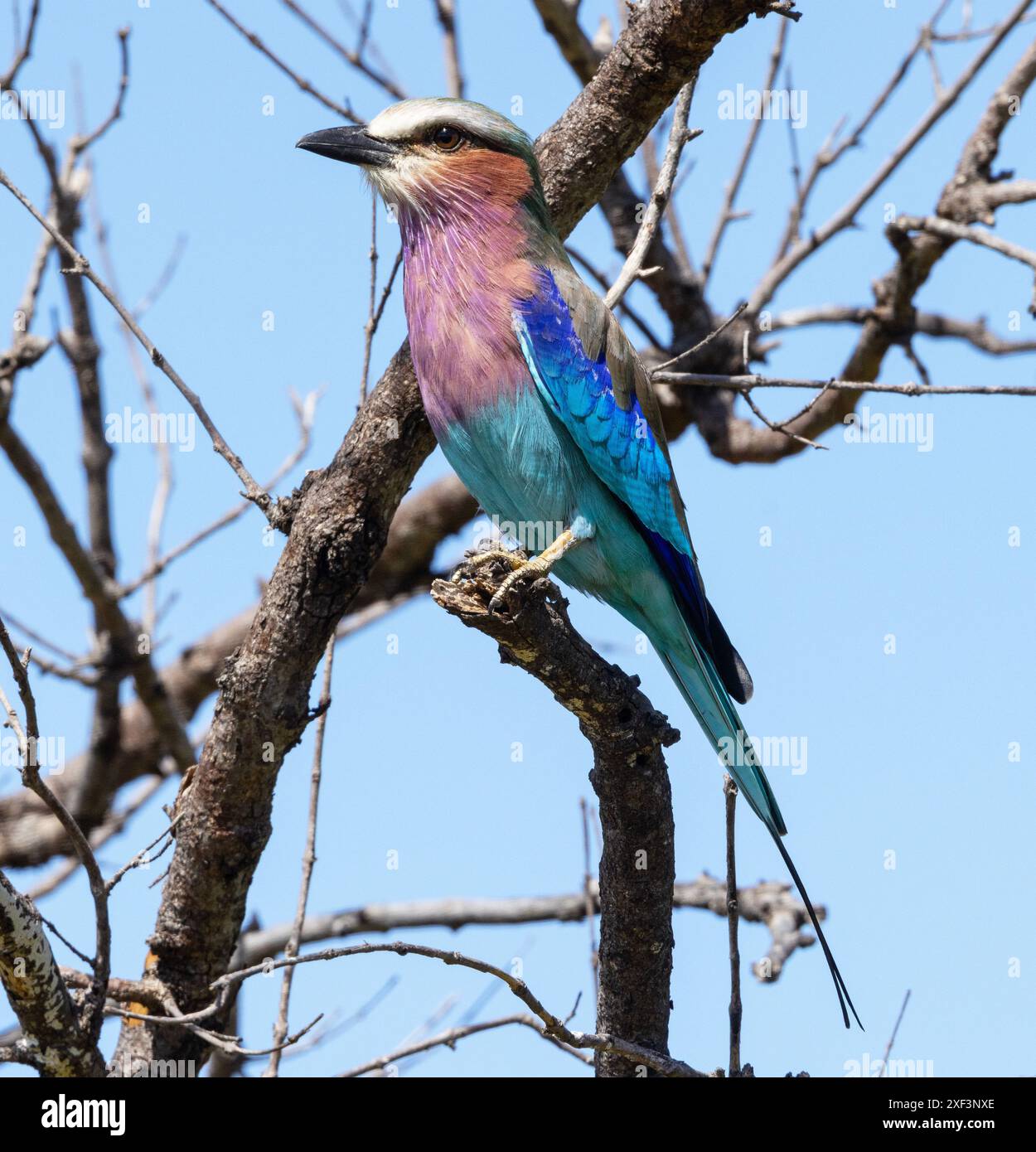 The stunning colours of the Lilac-breasted Roller are shown to the best ...