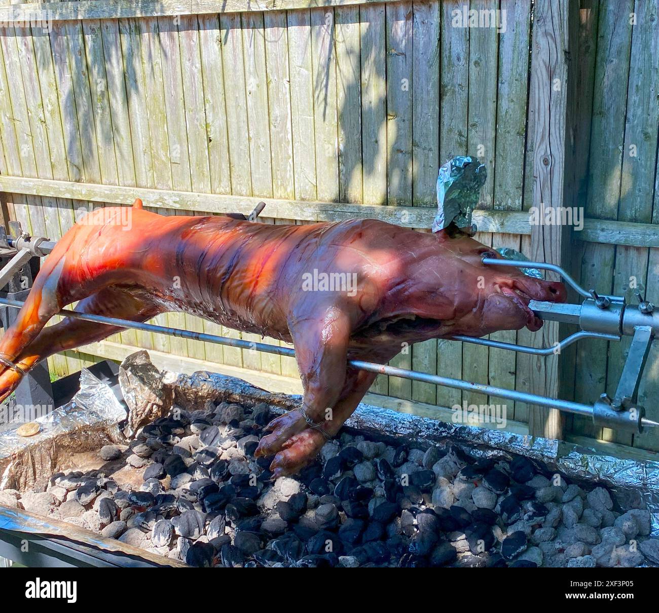 A whole pig is roasting on a rotisserie over hot coals in a backyard setting. The pig is ...