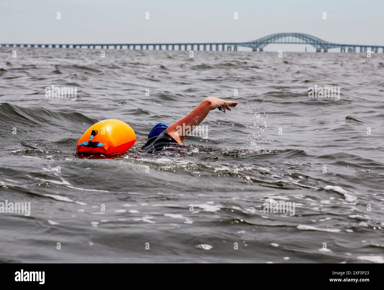 Rear view of A lone swimmer with a bright orange buoy attached to their ...