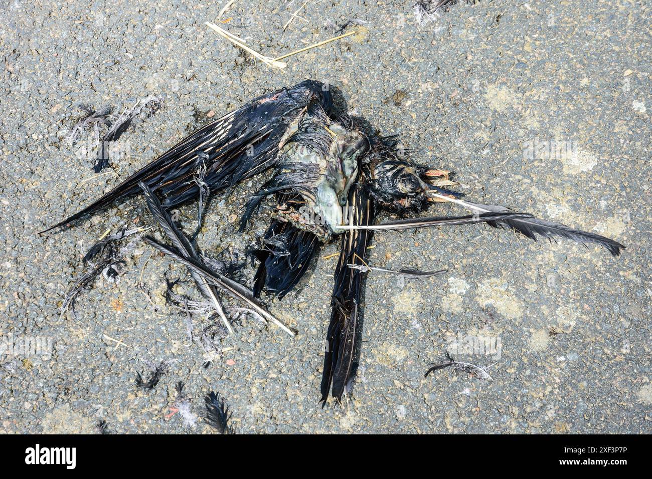 Remains of half-eaten dead crow on road - France Stock Photo - Alamy