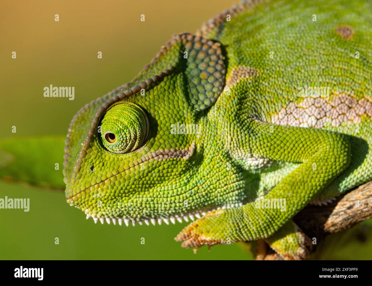 Zygodactylous feet hi-res stock photography and images - Alamy