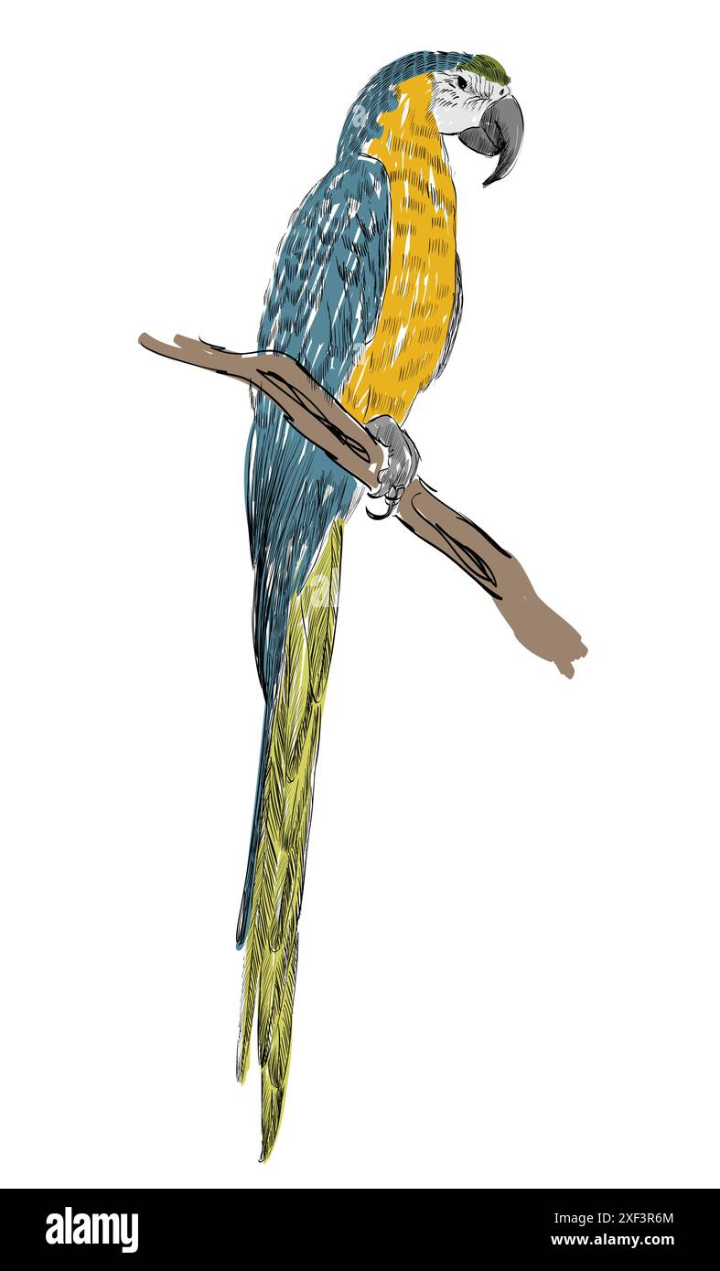 Vector sketch of a parrot. Hand drawn illustration Stock Vector Image ...